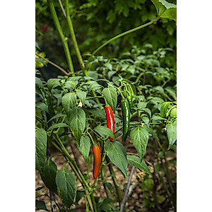 Small Axe Peppers Red Serrano Hot Sauce, 5 oz - All Natural, Kosher, non-GMO, Community Garden Grown Ghost Pepper Gourmet Hot Sauce, Featured on HOT ONES!