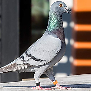 POPETPOP Parrot Toys Parrot Toys 100PCS Pigeon Foot Ring Plastic Colorful Bird Leg Rings Identification Rings for Birds Pigeons Parrots Poultry 8mm (Random Color) Bird Toy Bird Toy