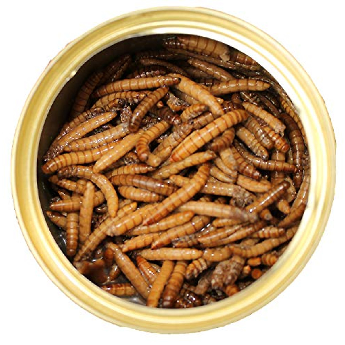 Canned Mealworms (1.2 oz. 6 Pack) - Healthy High Protein Insect Treat - Hedgehogs, Sugar Gliders, Reptiles, Wild Birds, Chickens, Lizards, Bearded Dragons, Skunks, Opossums, Fish, Amphibians, Turtles