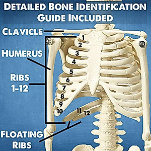 Evviva Sciences Human Heart, Torso, and Skeleton Models - Hands-On 3D Model Study Tools for Anatomy and Physiology Students with Anatomical Guide Booklet, Learning + Educational Kit