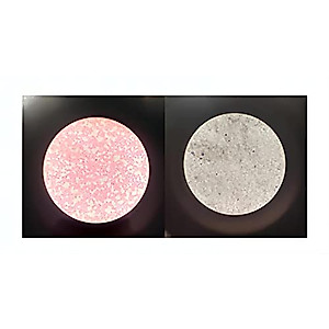 2pcs Human Blood Smear, HE Stain & Wright's Stain, for Observation of Red and White Blood Cells