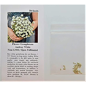 David's Garden Seeds Flower Gomphrena Audray White 4248 (White) 50 Non-GMO, Heirloom Seeds