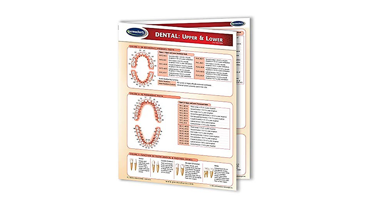 Dental Chart Guide: Quick Reference for Teeth & Jaws