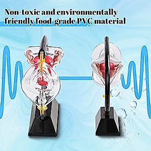 HamRoRung Transparent Uterus Model, Human Vagina Anatomical Model Female Reproductive Organ Model, Uterus Gifts Medical Teaching Models Gynecology Doctor Patient Communication Simulation