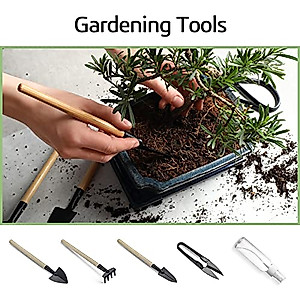 Meekear Bonsai Tree Kit with Complete Growing Starter Kit, Great Potted Growing DIY Gift for Adults