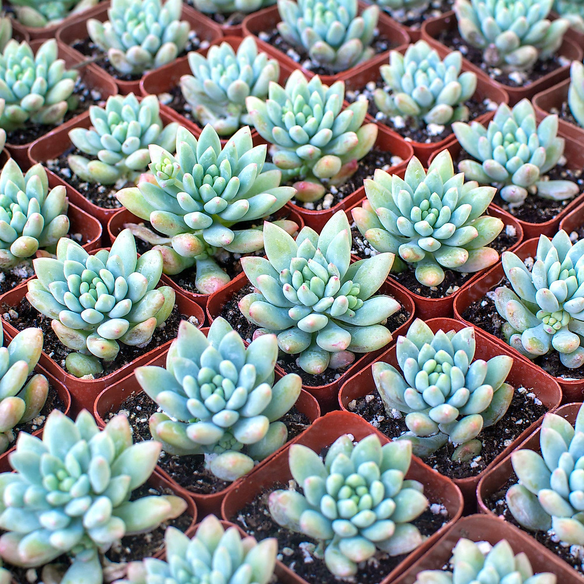 Organic Potting Soil, Cactus and Succulent Soil Mix, Professional Grower Mix Soil, Fast Draining Pre-Mixed Coarse Blend (2 Quarts)