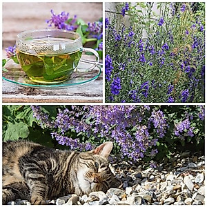 Seed Needs, Catmint Seeds for Cats - 600 Heirloom Seeds for Planting Nepeta mussinii - Perennial Flowering Medicinal Herb Non-GMO & Untreated (1 Pack)