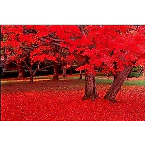 Carolina RED Scarlet Maple Tree Acer Rubrum jocad (25 Seeds)