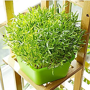 Cedilis 8 Pack Seed Sprouter Tray with Cover, Plastic Seed Germination Tray, BPA Free, Soil-Free, Great for Garden Home