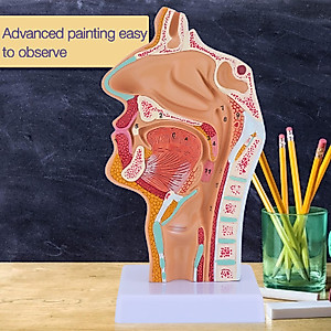 LVCHEN Human Nasal Cavity Throat Anatomy Medical Model - Human Anatomical Pharynx Larynx Model for Medical Students Study Display Teaching Medical Model
