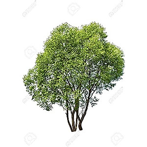 100 Austree Hybrid Willow Trees, Fastest Growing Shade or Privacy Tree - Austree Hybrid Willow Tree - 100 Live Trees