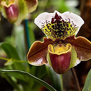 CHUXAY GARDEN Cypripedioideae-Lady's Slipper Orchids,Lady Slipper Orchids 100 Seeds Tropical Exotic Orchids Rare Small Orchid