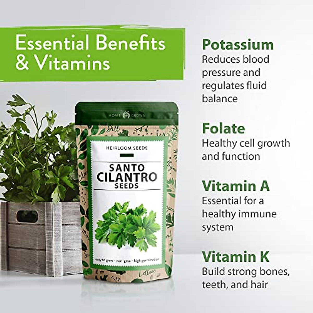 500+ Santo Cilantro Seeds for Planting Indoors or Outdoors - Non-GMO, Heirloom Herbs, Coriander Plant Seeds - Cilantro Herb Seeds for Your Indoor Herb Garden