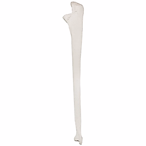 Axis Scientific Ulna Bone Model | Left | Cast from a Real Human Ulna Bone l Forearm Bone Model Has Realistic Texture and Important Bony Landmarks