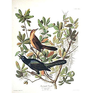 Boat-tailed Grackle. From"The Birds of America" (Amsterdam Edition)