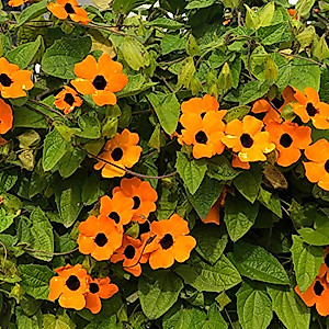 Outsidepride Thunbergia Orange Black-Eyed Susan Climbing & Vining Plants - 100 Seeds