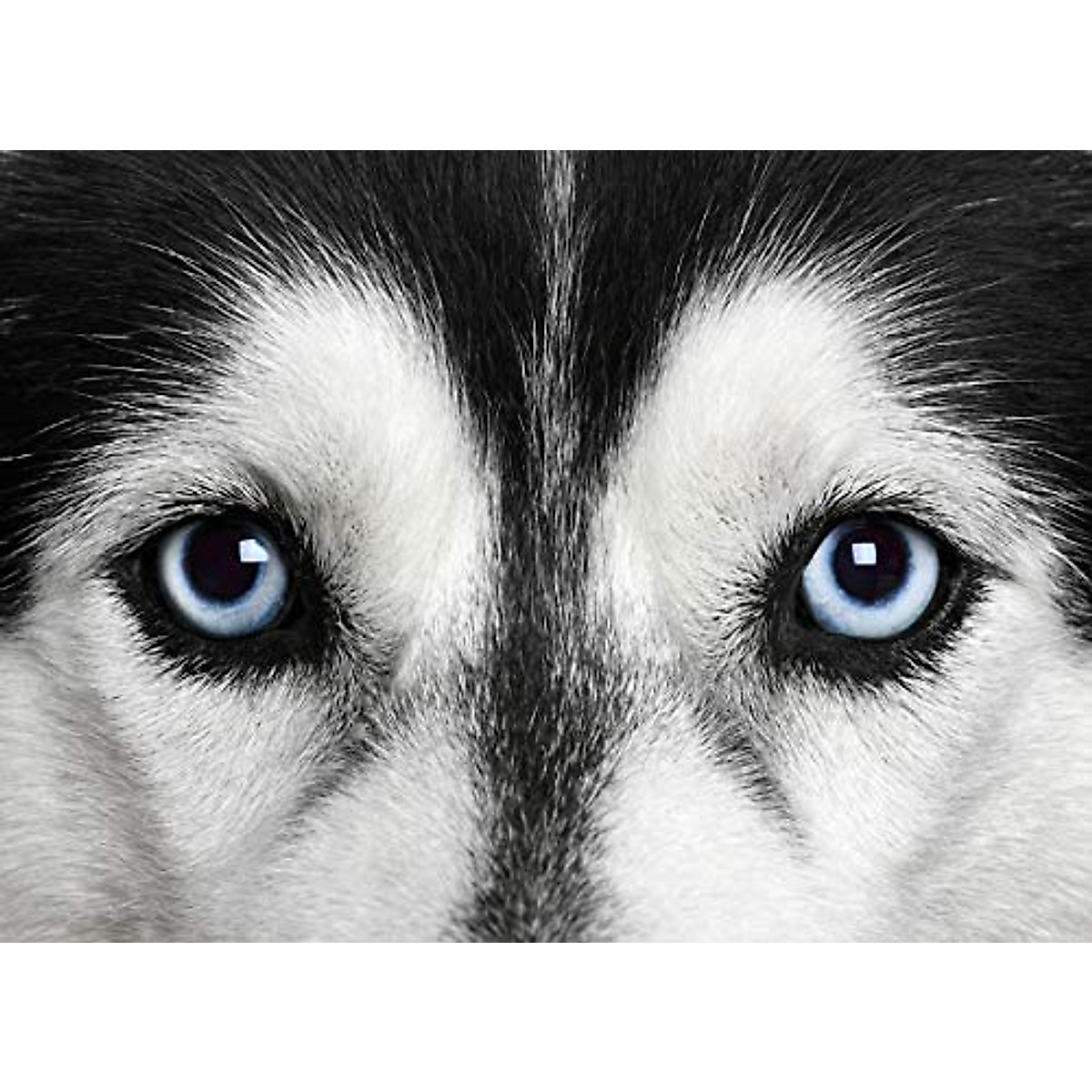 I LOVE MY PETS LLC Dogs Eye Health - Dog Eye Health Complex - Premium Formula - Vet Recommended - Dog Vitamin b Complex - 2 Bottles (120 Treats)