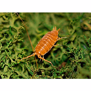 Surmen Legacy Live 10 Count Powder Orange Isopods (Porcellionides Pruinosus) Cleanup Crew & Reptile Food