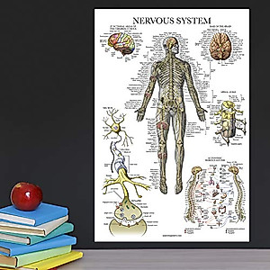 20 Pack - Anatomical Posters - Laminated - Muscular, Skeletal, Digestive, Respiratory, Circulatory, Endocrine, Lymphatic, Male & Female, Nervous, Spinal Nerves, Anatomy Charts - 18" x 24"