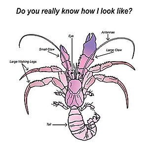 Petawi Hermit Crab Shells Large Medium XLarge Natural Growth Shells for Hermit Crab Variety Turbo Seashells Sea Conch No Painted Hermit Crab Supplies