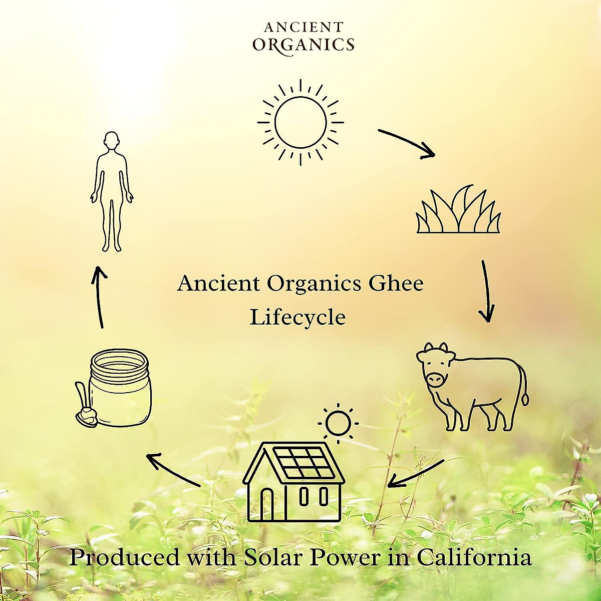 Ancient Organics Ghee, Organic Grass Fed Gluten Free Clarified Ghee Butter with Vitamins & Omegas, Lactose Reduced, 100% Certified Organic, Kosher, USDA Certified, Made in USA – 32 Fl Oz (Pack of 1)