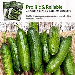 Survival Garden Seeds - Beit Alpha Cucumber Seed for Planting - Pack with Instructions to Plant and Grow Smooth Green Burpless Cucumbers in Your Home Vegetable Garden - Non-GMO Heirloom Variety - 2