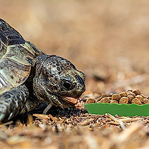 Molain Reptile Leaf Food Water Bowl, 2 Pieces Reptile Leaf Shape Dish Flat Drinking Bowl Water Plate for Turtle Lizards, Hamsters, Snakes 2 Sizes