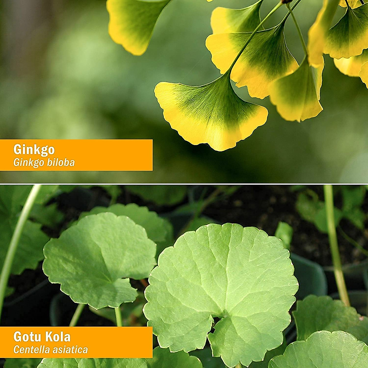 Herb Pharm Organic Nootropic Brain & Memory Supplement with Ginkgo Biloba Liquid Extract: Fast Absorption for Mental Focus Support, Ginkgo Supplement, Vegan, Gluten-Free, Non-GMO, 1 Oz