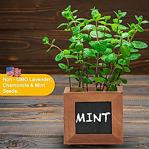 Indoor Herb Growing Kit - Herbal Tea Plants Included in Tea Growing Kits are Lavender, Chamomile & Mint Seeds. Medicinal Herb Plants Seed Kit