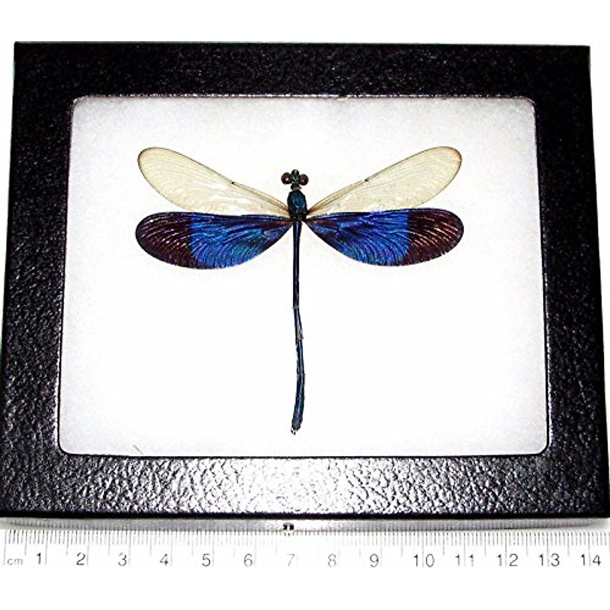 BicBugs Neurobasis kaupi Real Framed Blue Clear Wings Dragonfly DAMSELFLY Indonesia