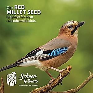 Red Millet (5 LBS) Cardinals, Chickadees, Nuthatches, Woodpeckers and Songbirds