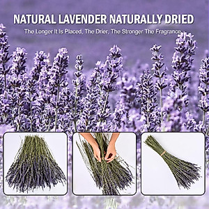 June Fox Dried Lavender Flowers 270-300 Stems 100% Natural Dried Lavender Bunches for Home Decoration, Home Fragrance, Handmade Soap Flower