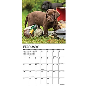 Willow Creek Press Lab Puppies Monthly 2024 Wall Calendar (12" x 12")