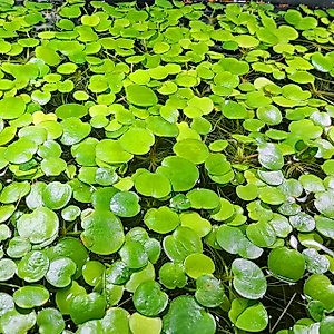20+ Leaves Amazon Frogbit (Limnobium laevigatum) Live Aquarium Plant - Floating Aquatic Plant for Natural Fish Tank Decor and Oxygenation - Easy Care Aquatic Plants for Your Tank - Fish Breeding