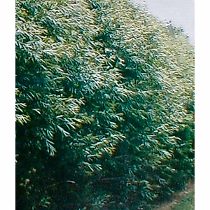 50 Hybrid Willows Fast Growing Shade Tree. Easy to root comes with instructions