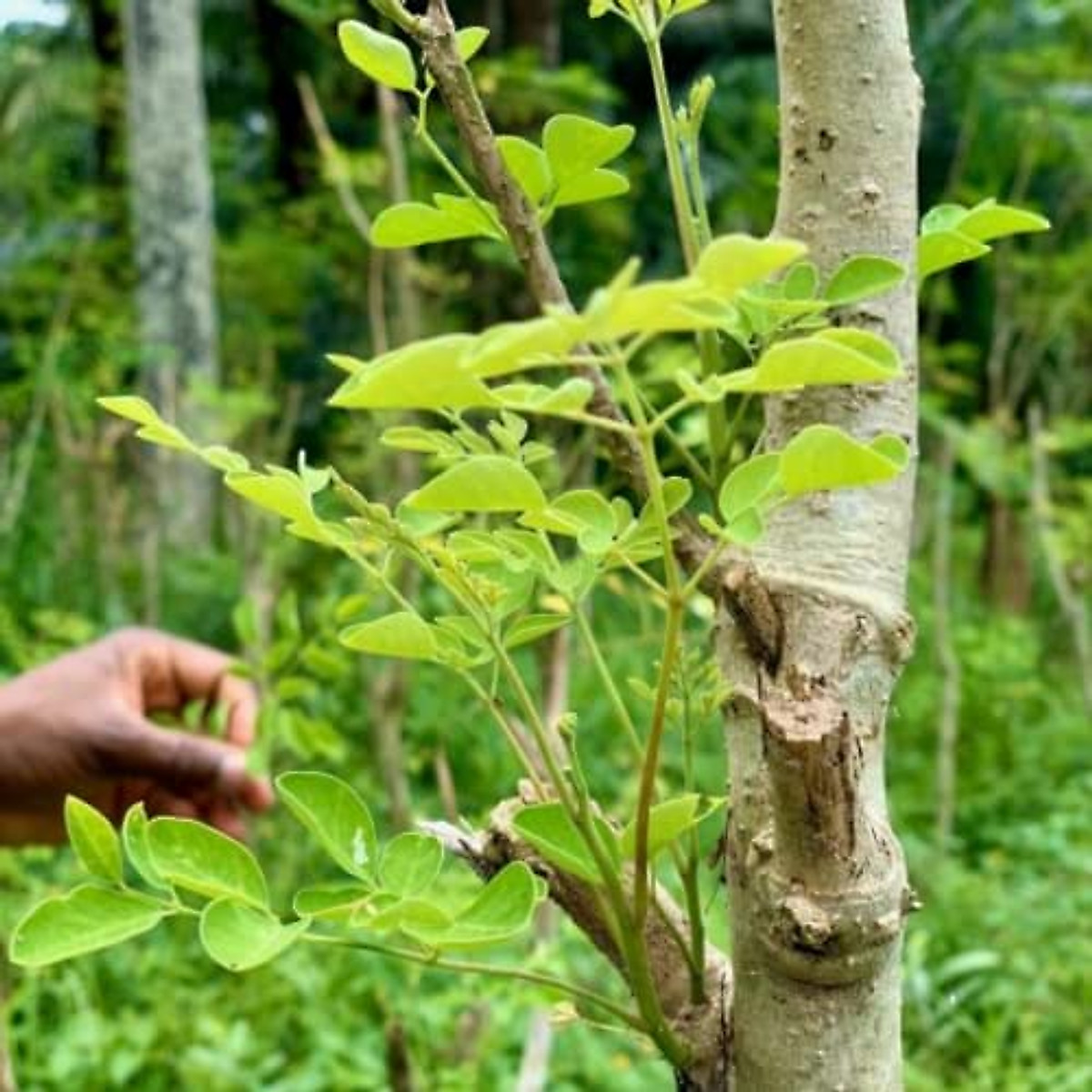 Moringa Rooted Plant Ornaments Perennial Garden Simple to Grow Pots, Moringa Oleifera, 6 Inches in Tall
