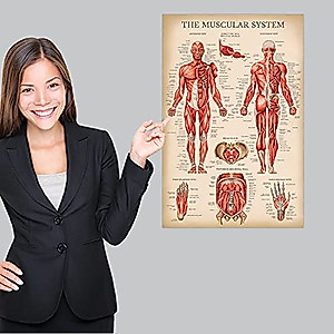 Palace Learning Vintage Muscular System Anatomical Chart - Human Muscle Anatomy Poster (LAMINATED, 18" x 24")