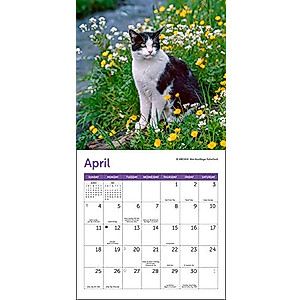 Cats Mini Wall Calendar 2021, 7" x 7"