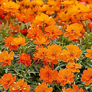Outsidepride Cosmos Sulphureus Mandarin Compact Garden Flower Plant Seed - 100 Seeds