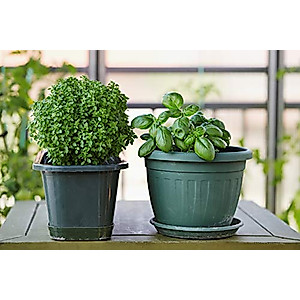 Sow Right Seeds - Greek Basil Seed for Planting - Non-GMO Heirloom Seeds - Instructions to Plant and Grow a Kitchen Herb Garden, Indoors or Outdoor; Great Gardening Gift (1)