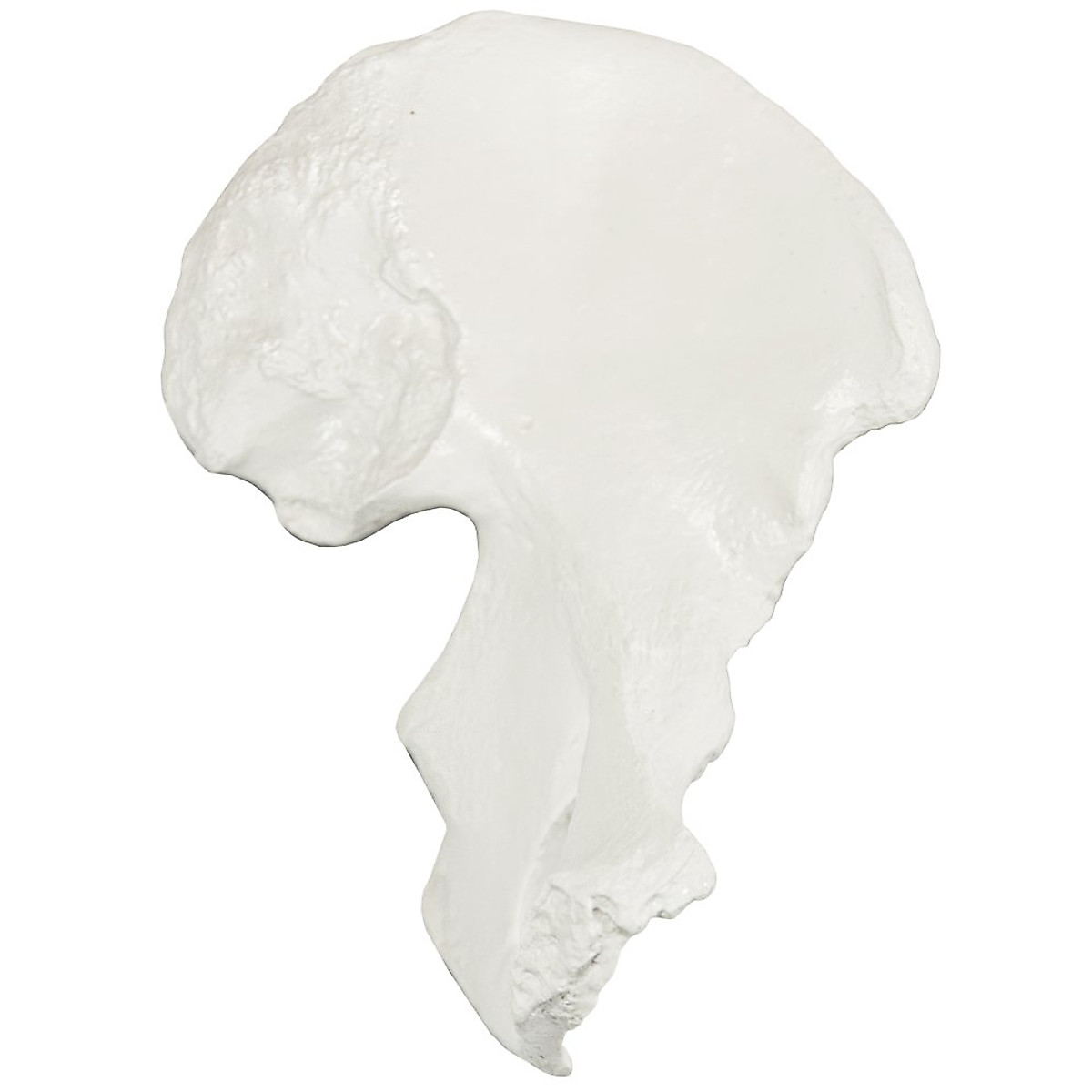 Axis Scientific Hip Bone Model | Left | Cast from a Real Human Coxal Bone l Hip Bone Model Has Realistic Texture and Important Bony Landmarks | Includes Product Manual