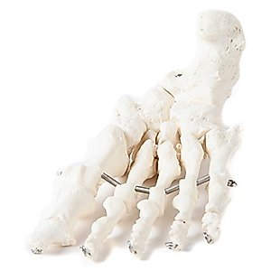 Axis Scientific Skeletal Foot | Left | Fully Articulated Flexible Foot Skeleton is Secured with Quality Wire to Demonstrate Movement | Includes Product Manual