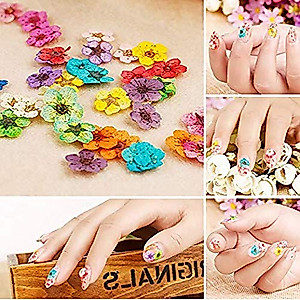 Valuu 3D Nail Dried Flowers Sticker，60 Five Petal Flower 12 Colors Natural Real Dry Flower Nail Stickers （60 Flowers）