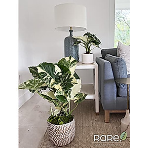 Nature's Way Farms Alocasia 'Dawn' Variegated (25-30" Tall) - Rare Live Indoor Plant, Unique Foliage