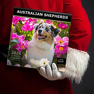 MICASA Australian Shepherds 2024 Wall Calendar 12 Month | 12" x 24" Open | Thick & Sturdy Paper | Giftable | Calendar 2024