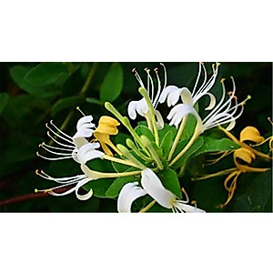 100 PCS Seeds Bonsai Garden Plants Chinese Honeysuckle Vine Lonicera Japonica Seeds