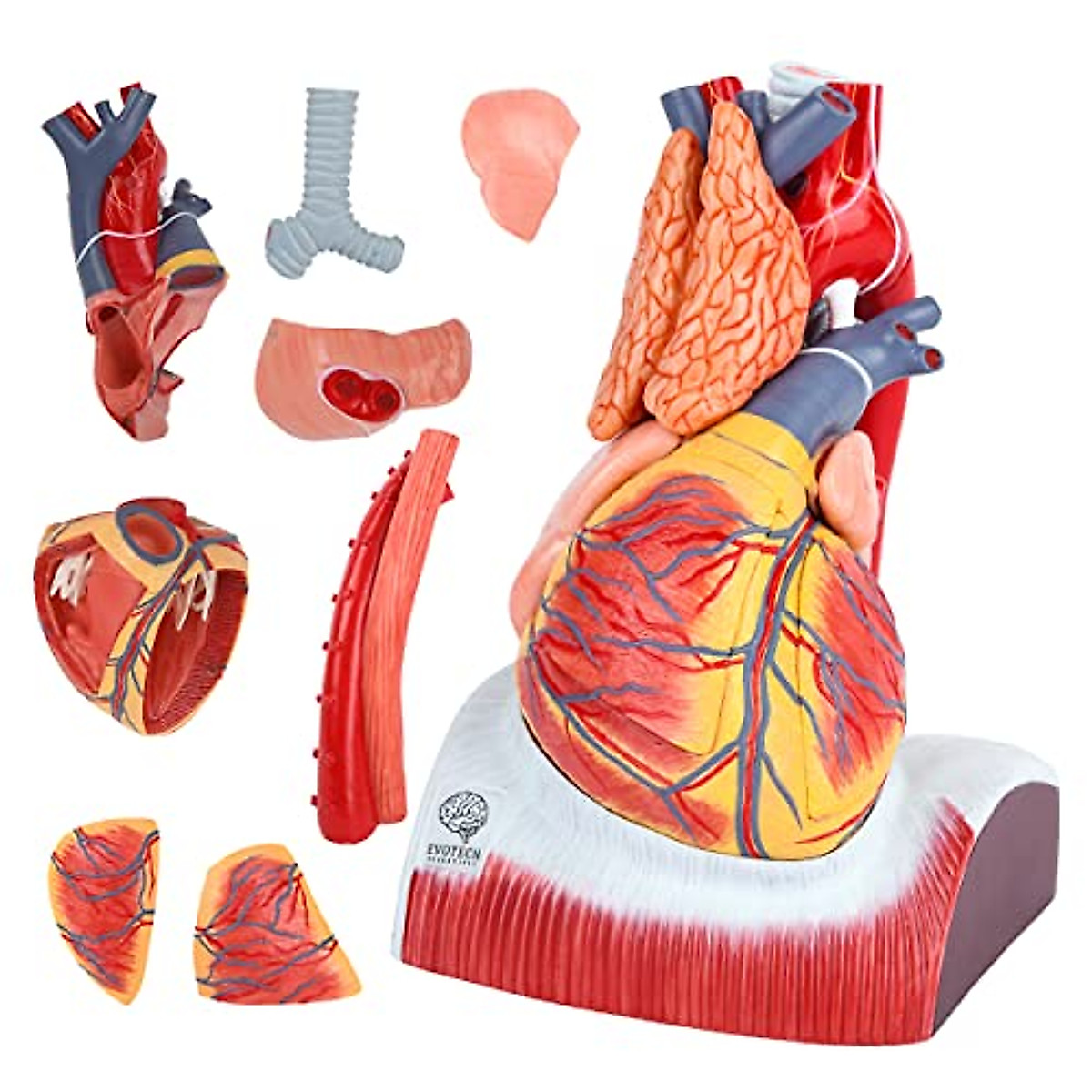 Evotech Deluxe Human Heart Model with Thymus Gland & Diaphram Base, 10 Parts 1.5X Life Size Large Anatomical Heart Model for Classroom and Cardiology Study