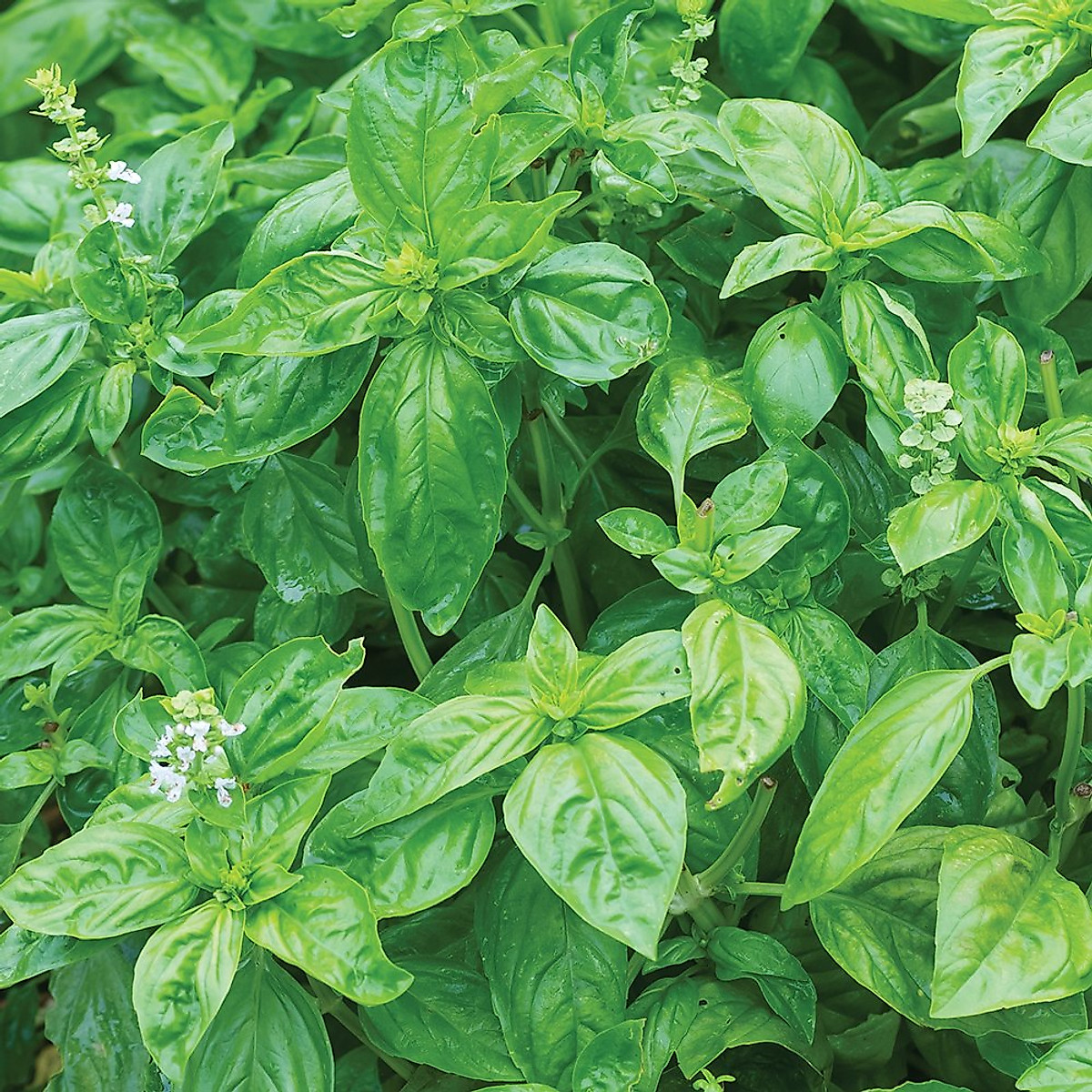 Burpee Genovese Basil Seeds 400 seeds