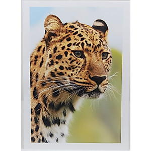 PPD 11x17 Glossy Photo Paper Heavyweight For Inkjet 64lbs 240gsm 10.9mil Ideal For Photos and Posters Instant Dry and Water-Resistant x 50 Sheets (PPD-9-50)