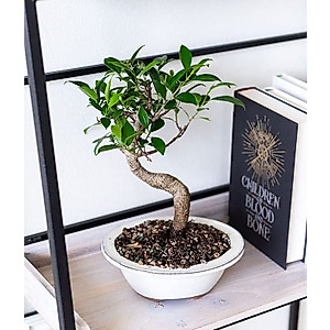 From You Flowers - Beginner Ficus Indoor Bonsai Tree for Birthday, Anniversary, Get Well, Congratulations, Thank You
